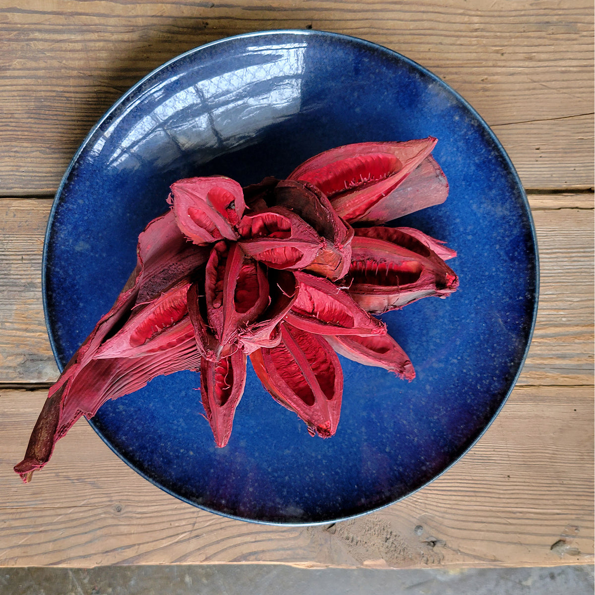 Star Pod, Red — Gold Leaf Design Group