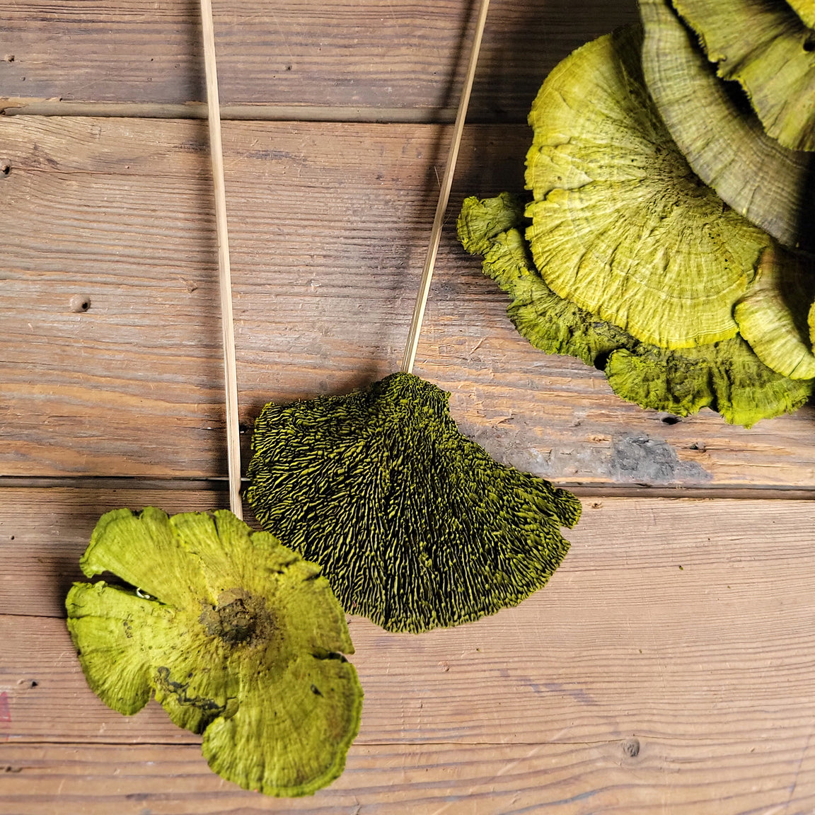 Gold Leaf Design Group: Inspired by Nature. Naturally Inspiring.