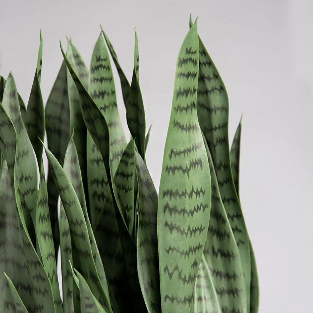 Gold Leaf Design Group: Inspired by Nature. Naturally Inspiring.