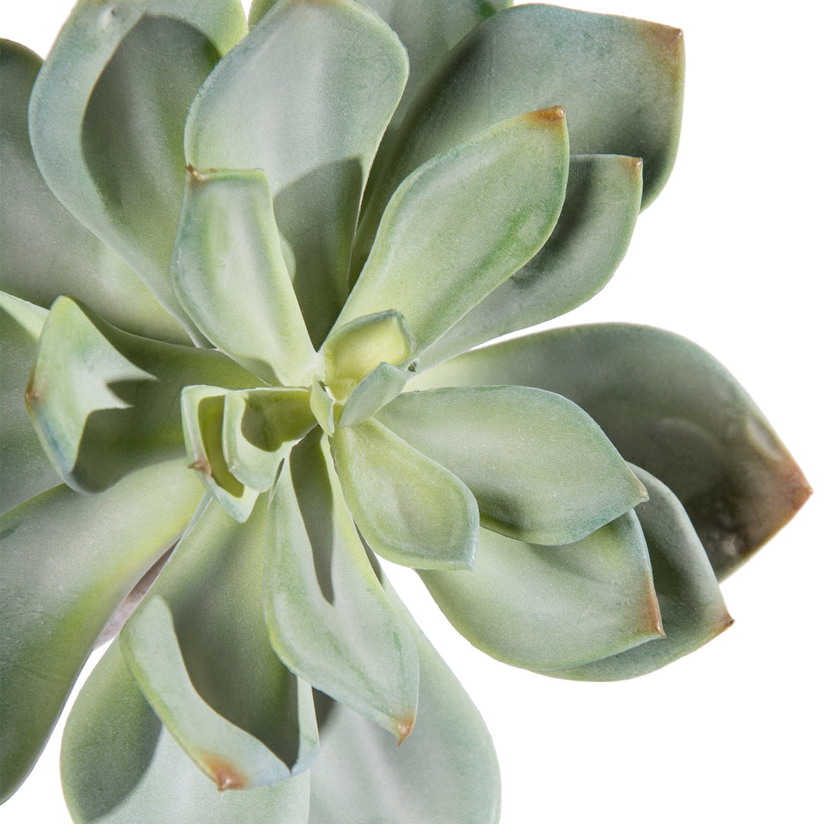 Succulent: Echeveria Grapto — Gold Leaf Design Group